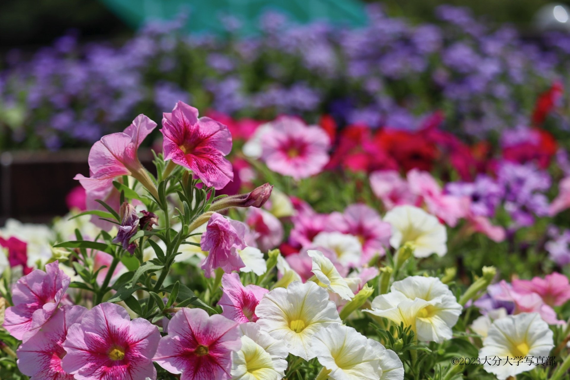 大分大学 写真部×C大分 | トヨタカローラ大分